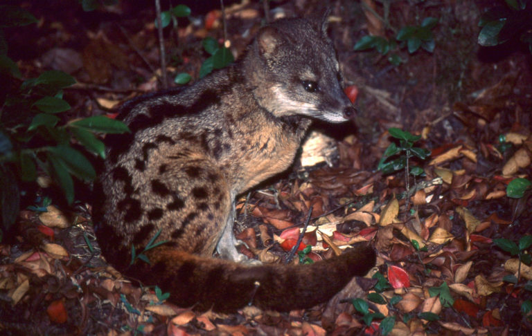 Civet Cat