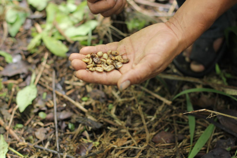 Poop Coffee - The Story of Kopi Luwak Coffee