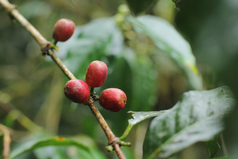 Civet Coffee