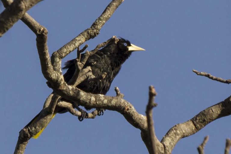 Poop Coffee - The Story of Kopi Luwak Coffee